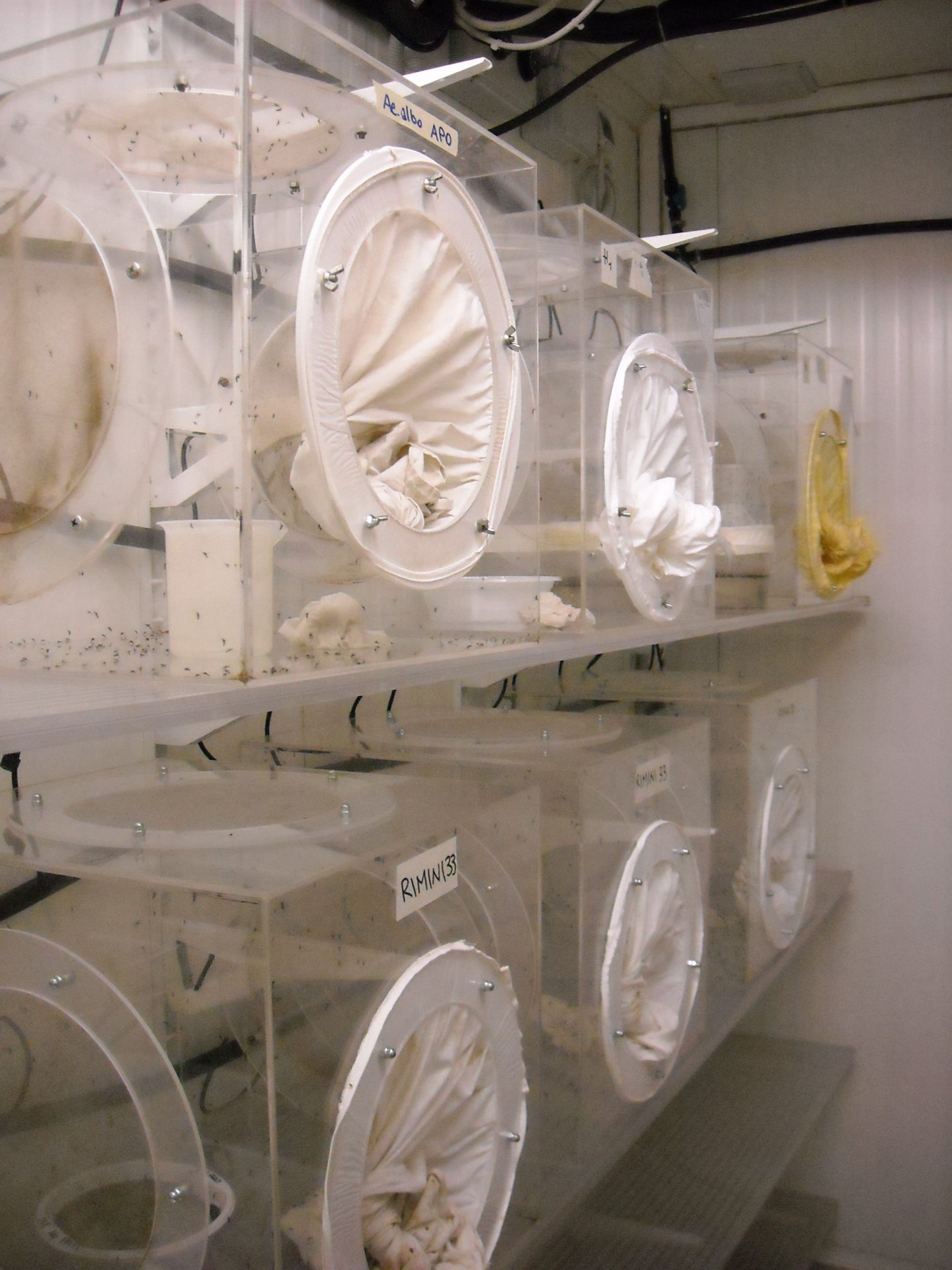 Medical Entomology laboratory - CAA Centro Agricoltura Ambiente